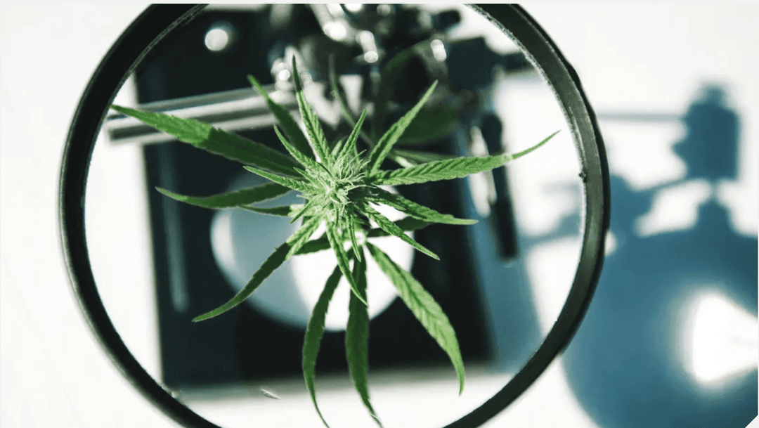 Cannabis Terpenes Show Promising Pain-Relieving Effects · CannabisHealth